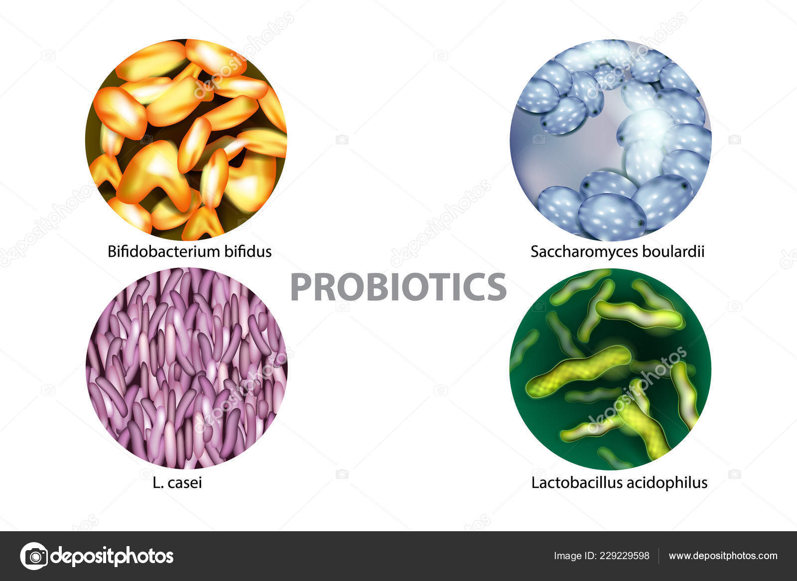 Empat Jenis Bakteri Probiotik Yang Populer Casei Saccharomyces ...