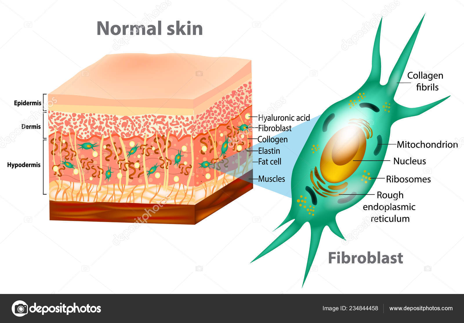 Фибробласт Структура Кожи Человека Мышцы Жировые Клетки Гиалуроновая ...