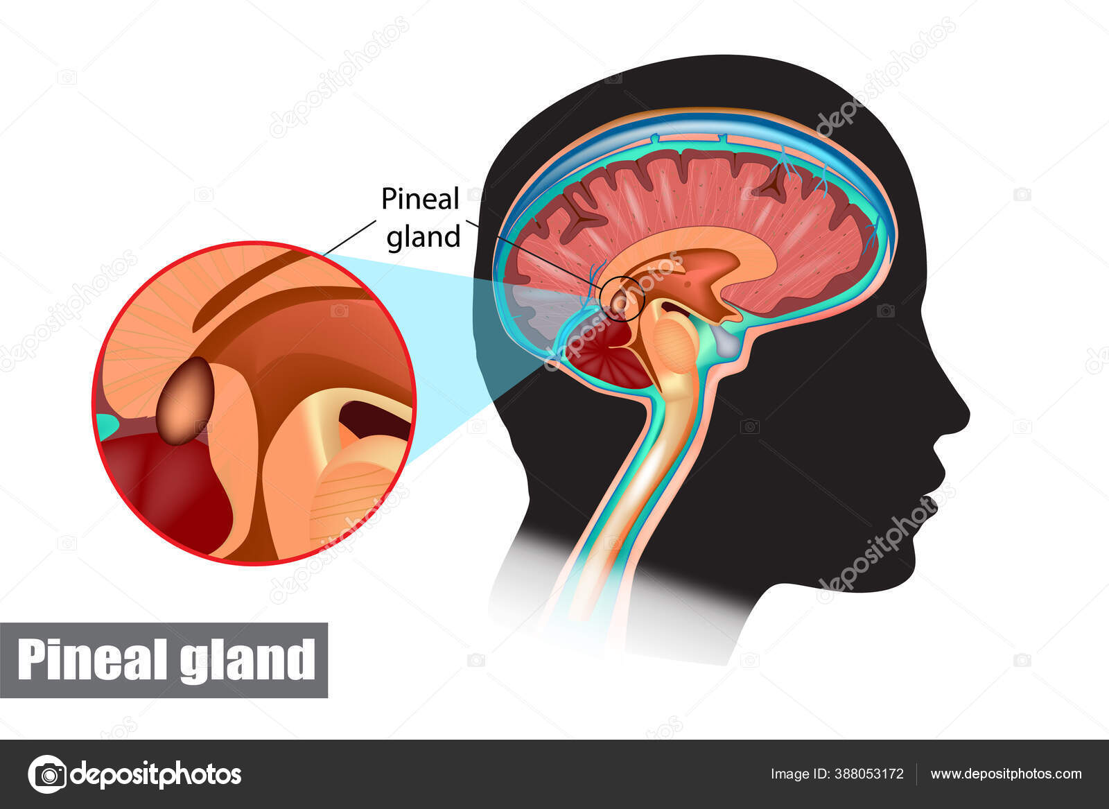 Diagram of pituitary and pineal glands in the human brain Stock Vector ...