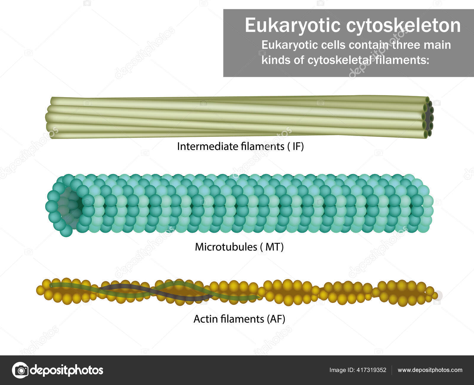 Cytoskeleton Drawing