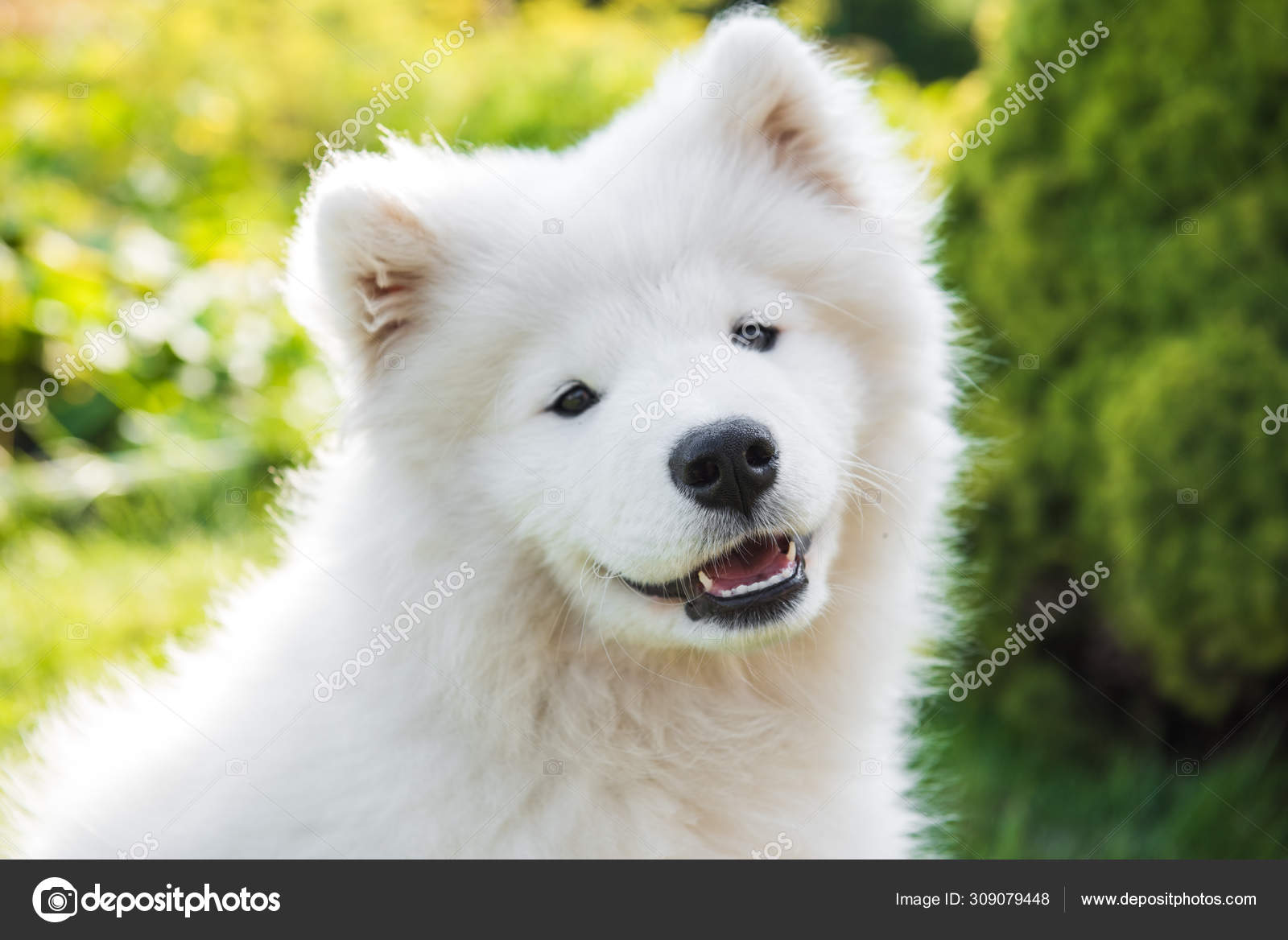Samoyed Smile