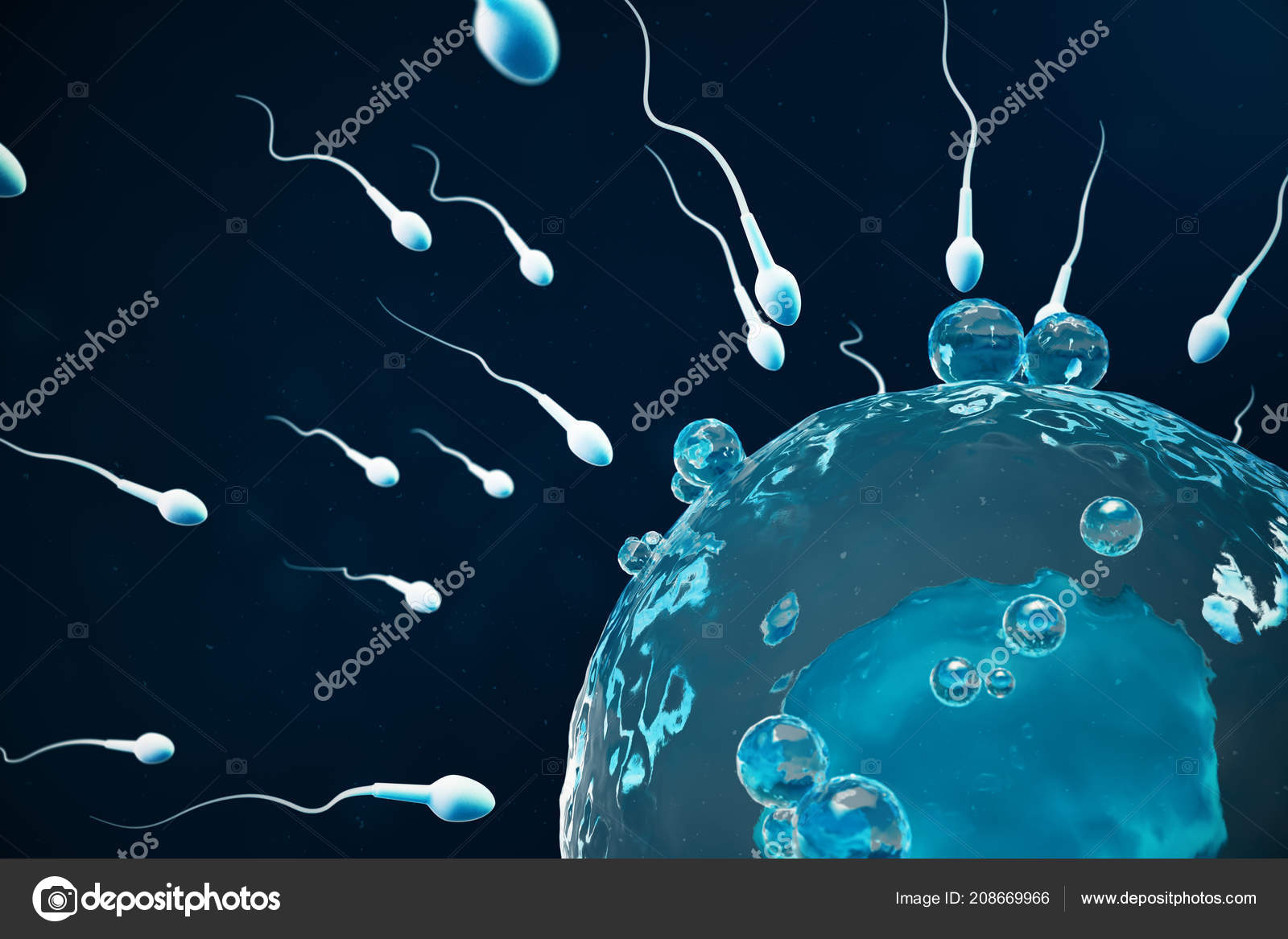 Sperm And Egg Cell Ovum Native And Natural Fertilization Close Up
