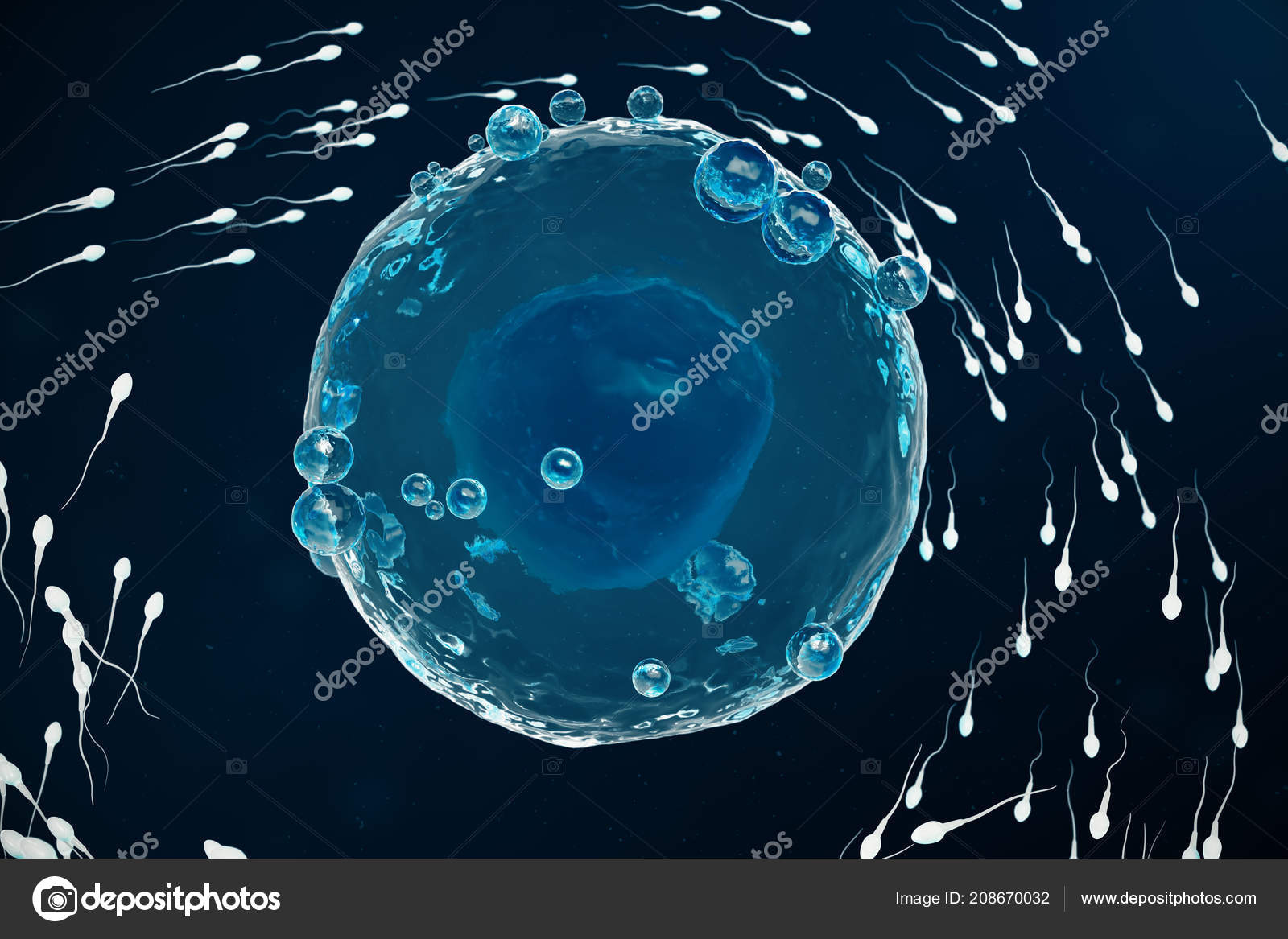 Sperm And Egg Cell Ovum Native And Natural Fertilization Close Up