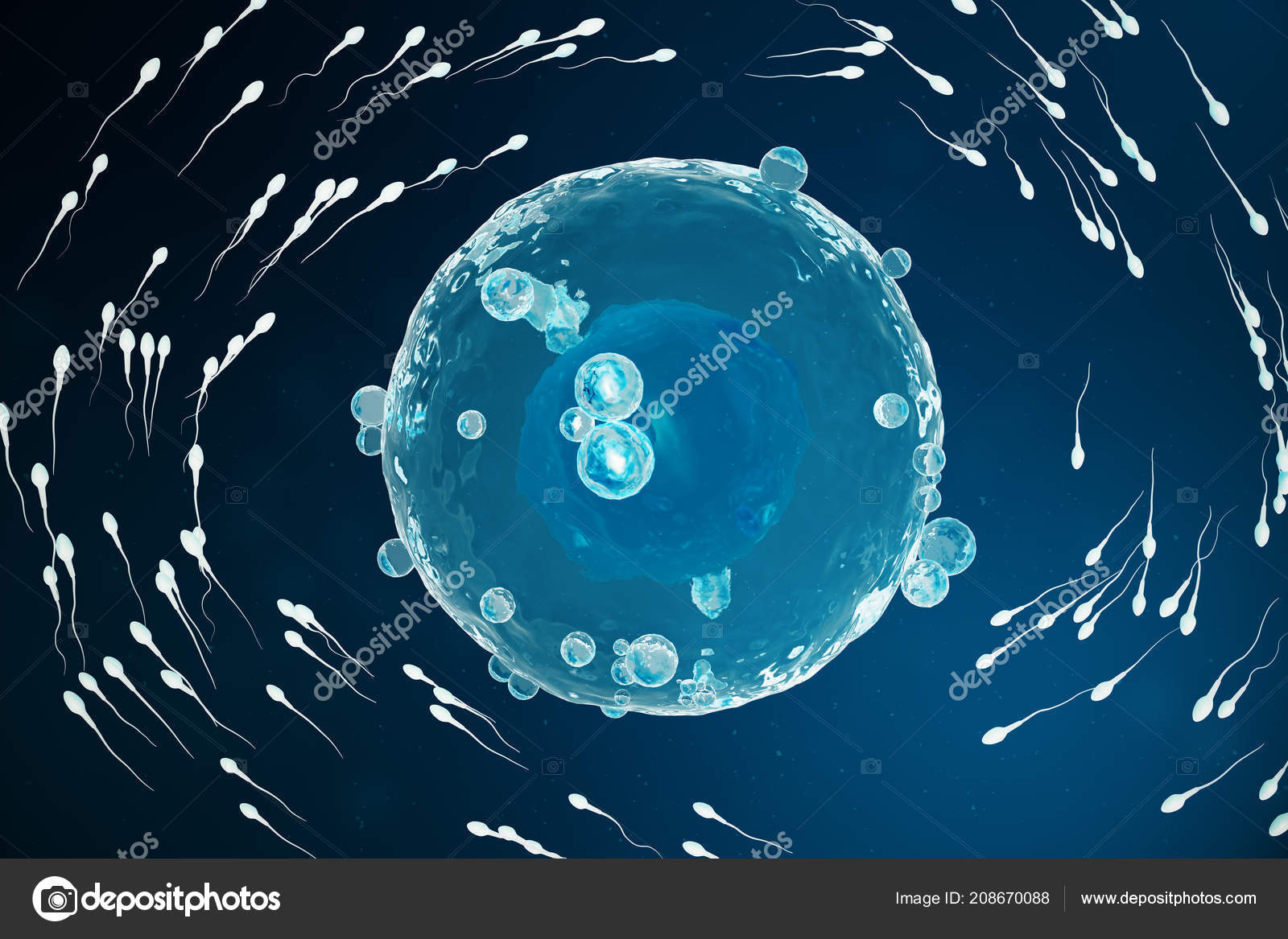 Sperm And Egg Cell Ovum Native And Natural Fertilization Close Up