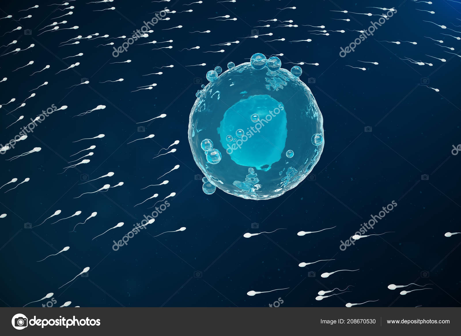 Sperm And Egg Cell Ovum Native And Natural Fertilization Close Up
