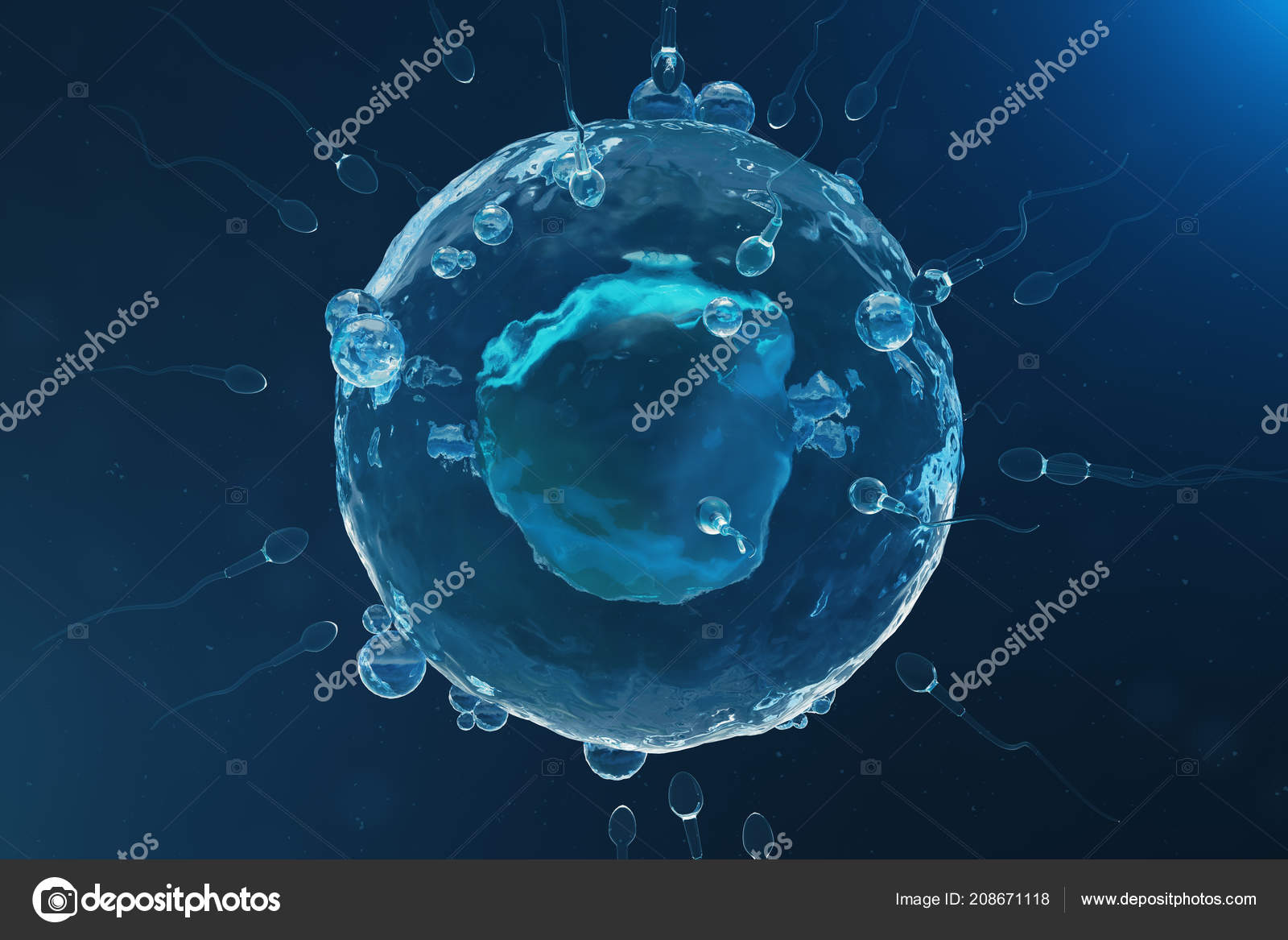 Sperm And Egg Cell Ovum Native And Natural Fertilization Close Up