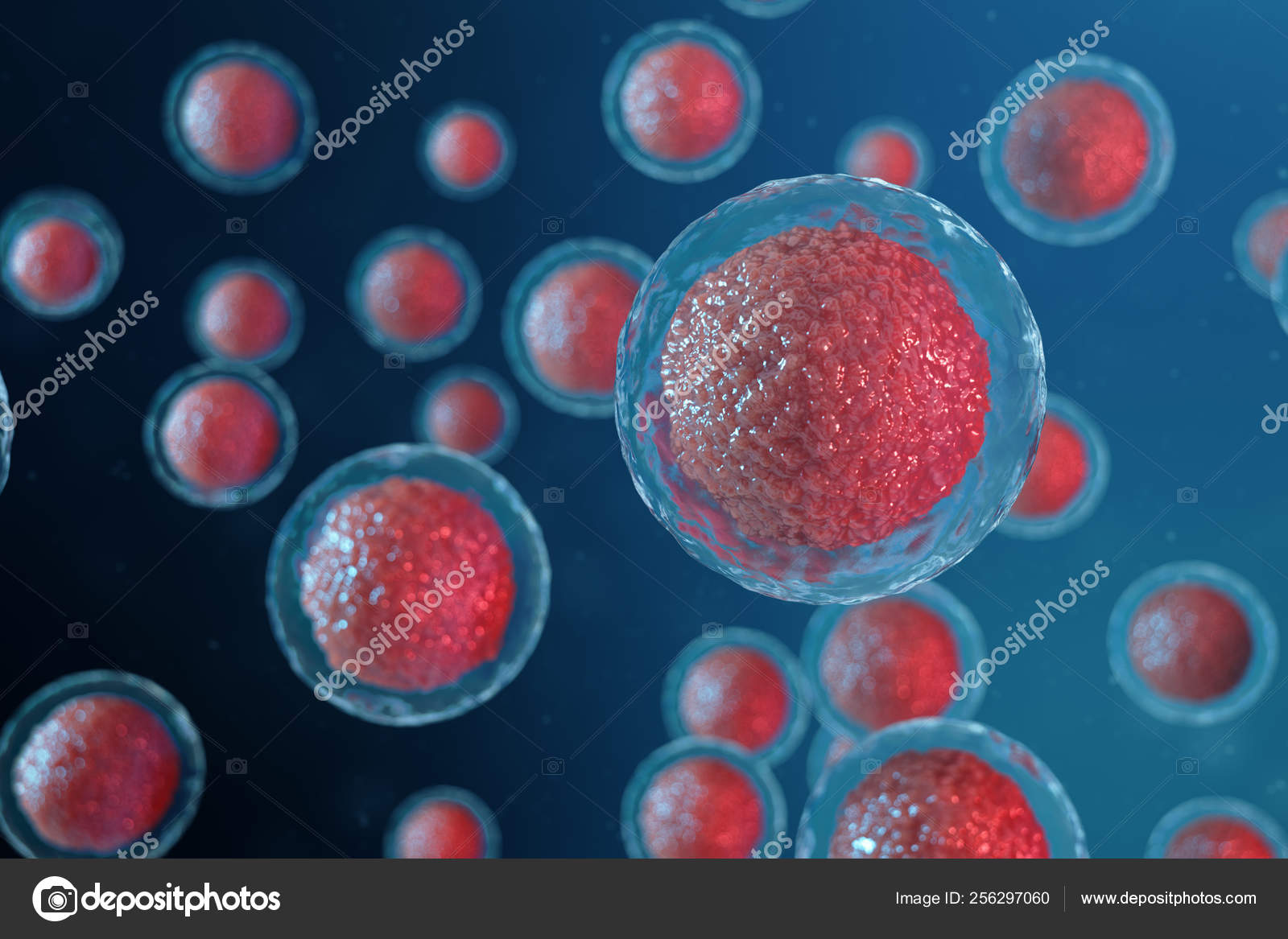 Egg Cell Under Microscope