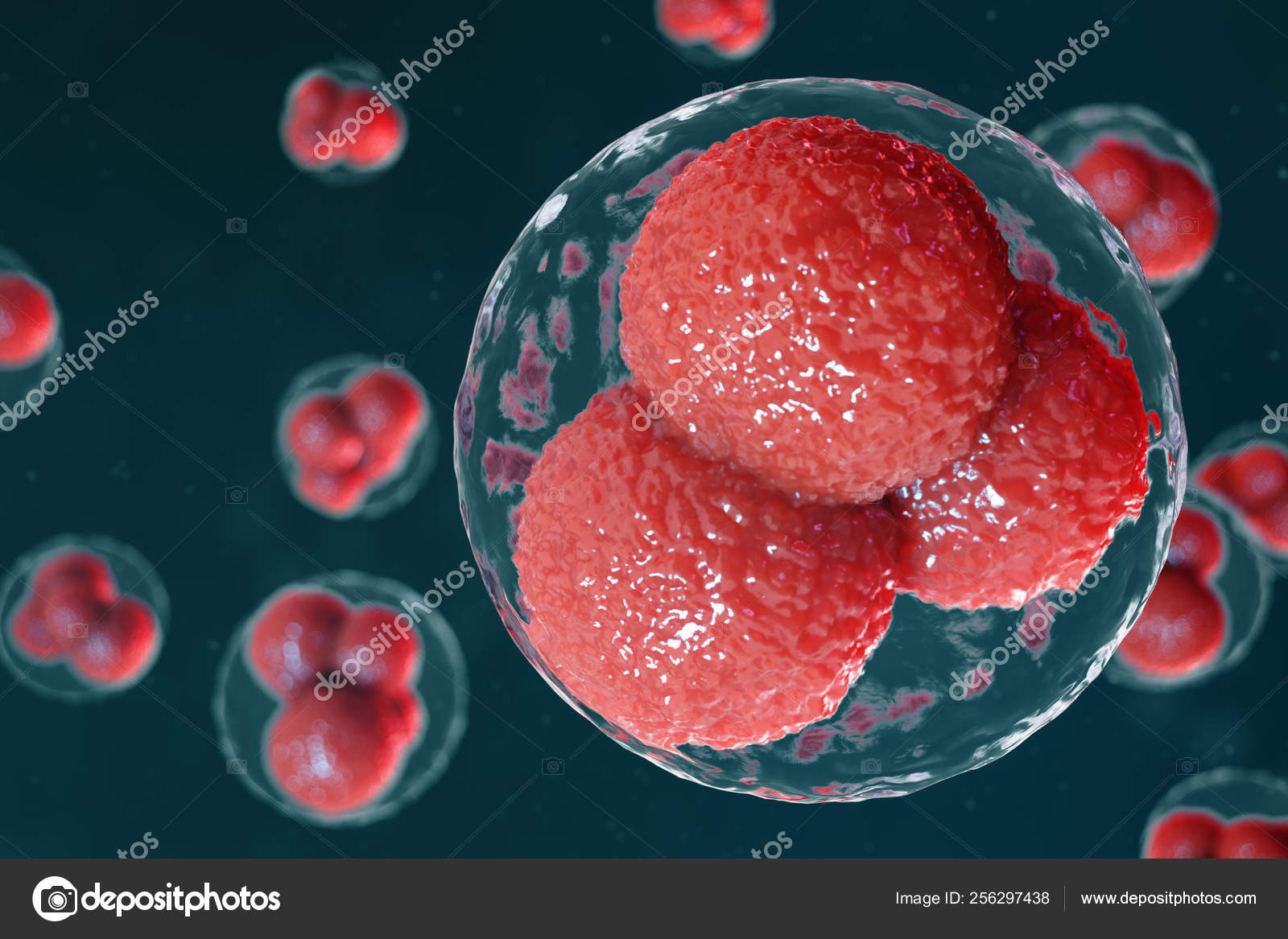 3D illustration egg cells embryo. Embryo cells with red nucleuses in ...
