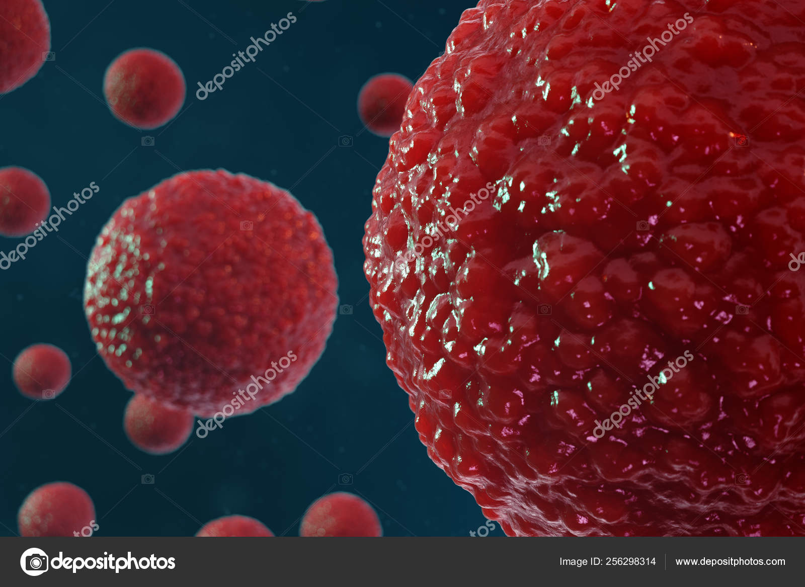 Egg Cell Under Microscope