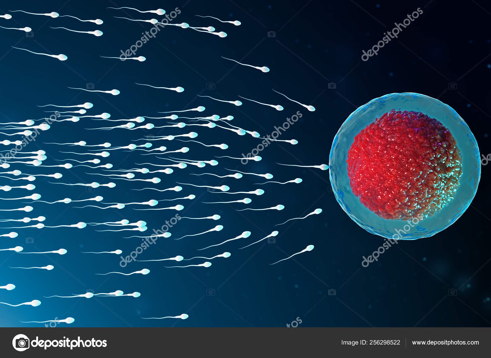 Fertilización De Espermatozoides Y óvulos