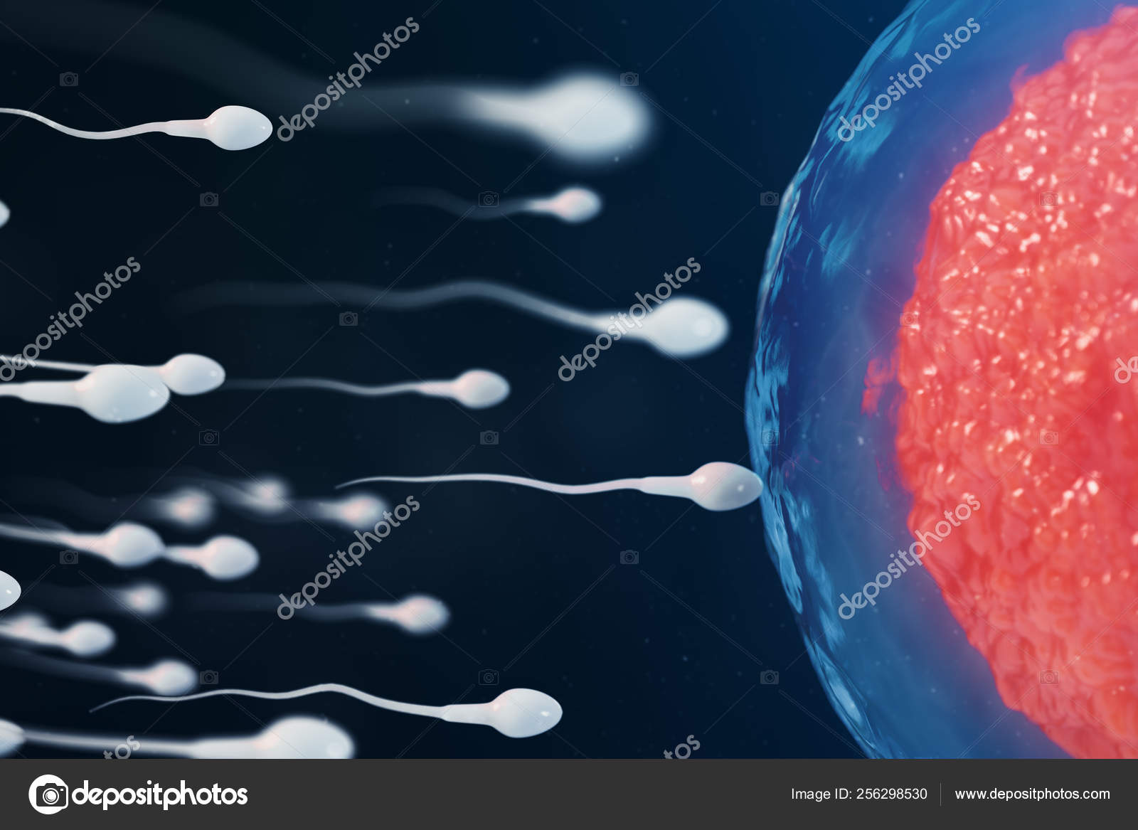 Ilustração 3D esperma e óvulo, óvulo. Esperma a aproximar-se dos óvulos ...