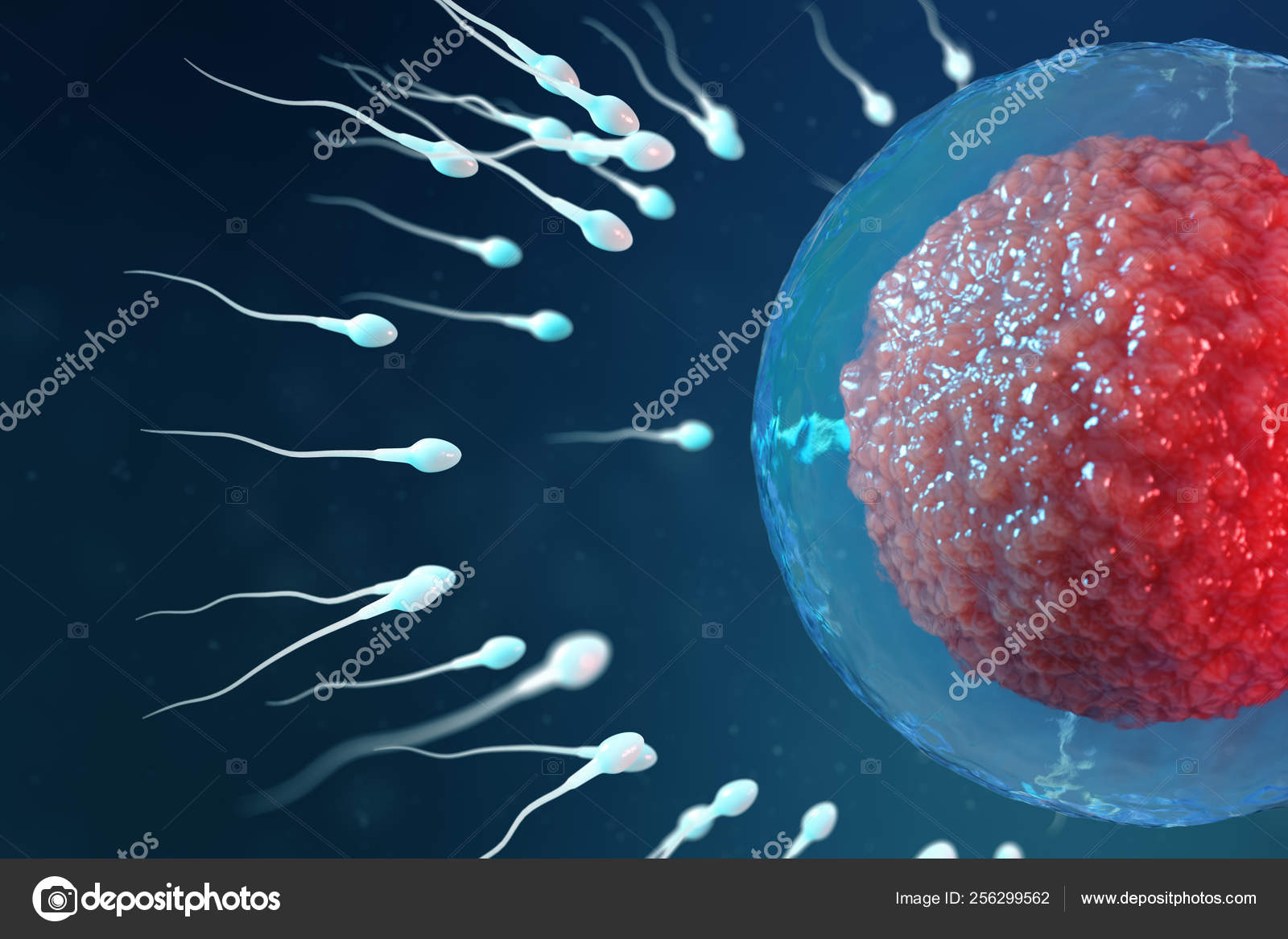 Sperm Cell Under Microscope 3D Illustration Sperm And Egg Cell, Ovum.