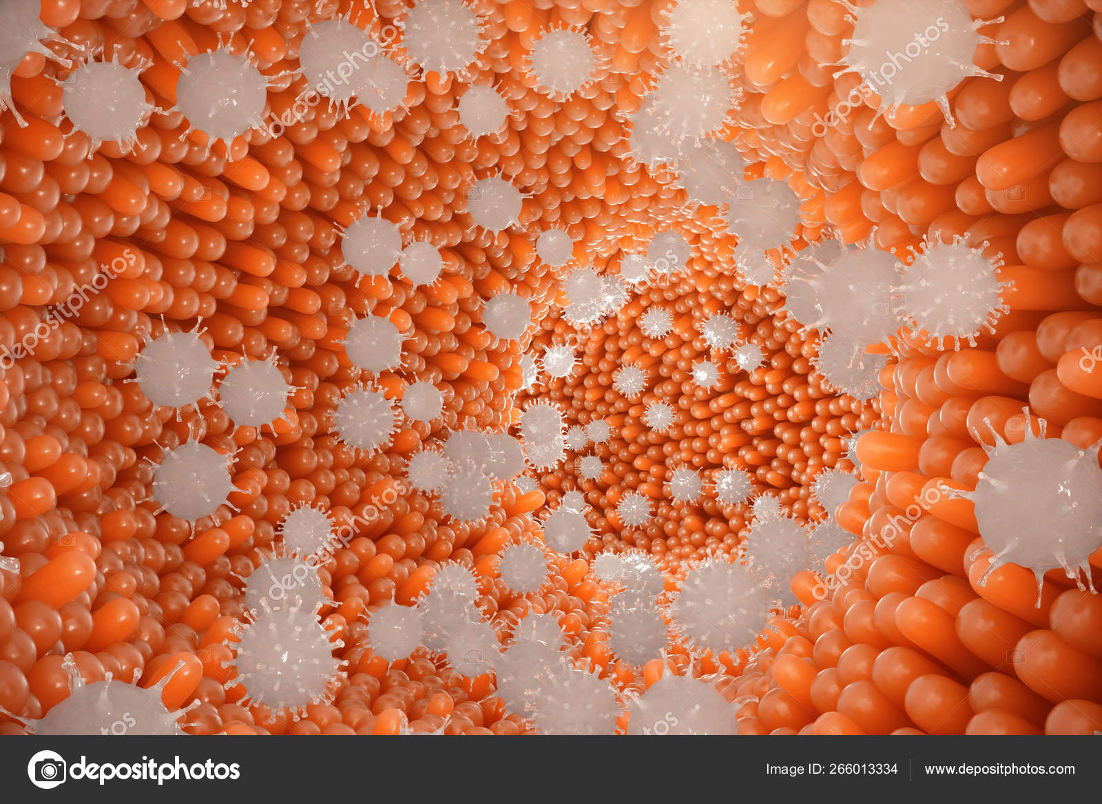 Intestinal villi. Intestine lining. Microscopic capillary. Human ...