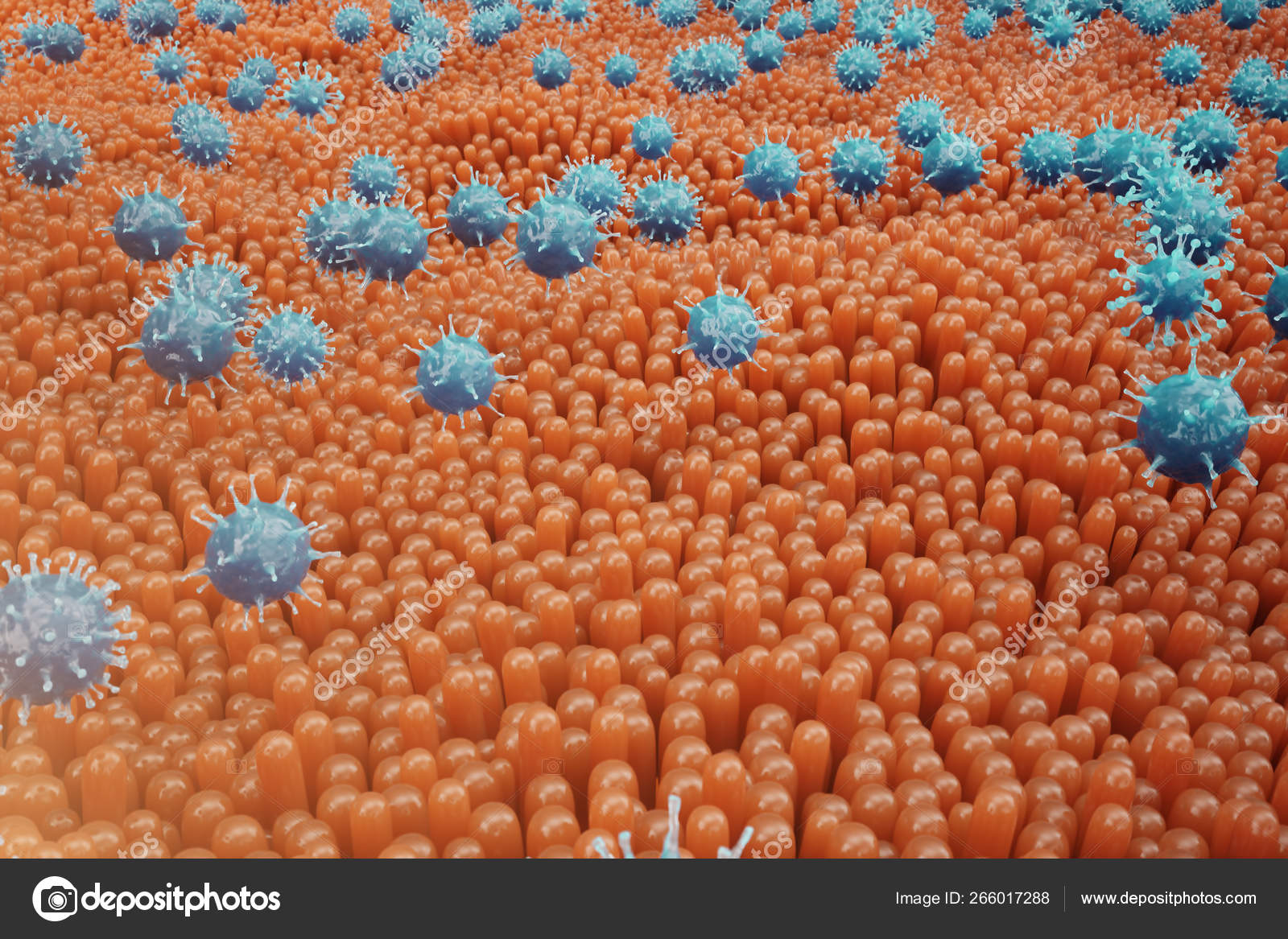 Intestinal villi, mucosa intestinal. Bacteria and microbes in ...