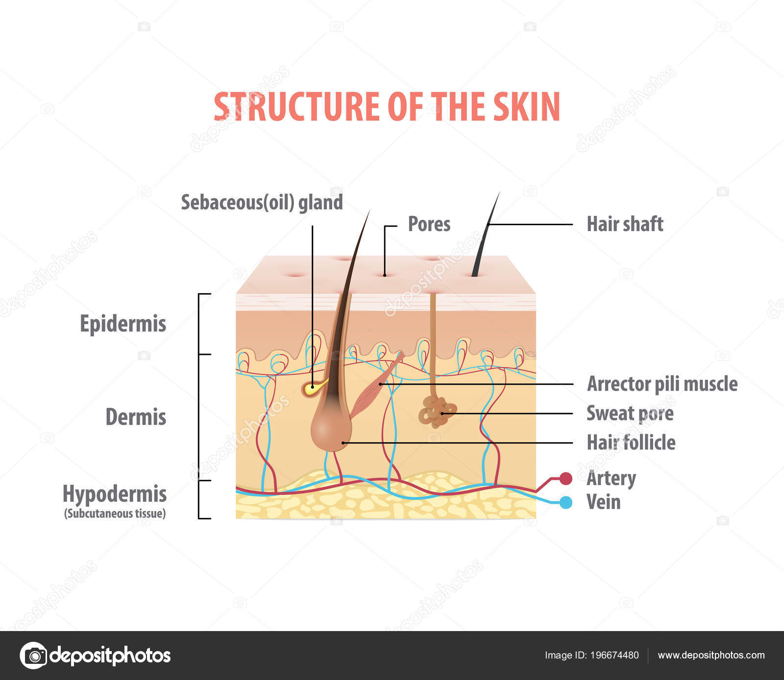 Structure Skin Info Graphics Illustration Vector White Background ...