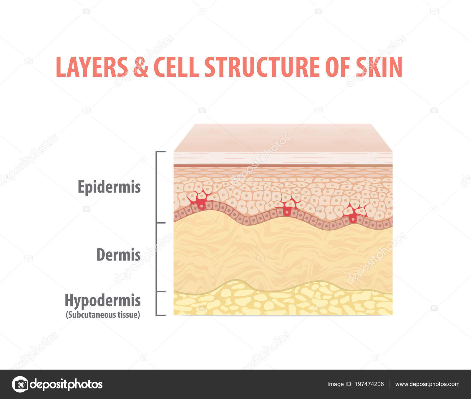 Structure Of Hypodermis
