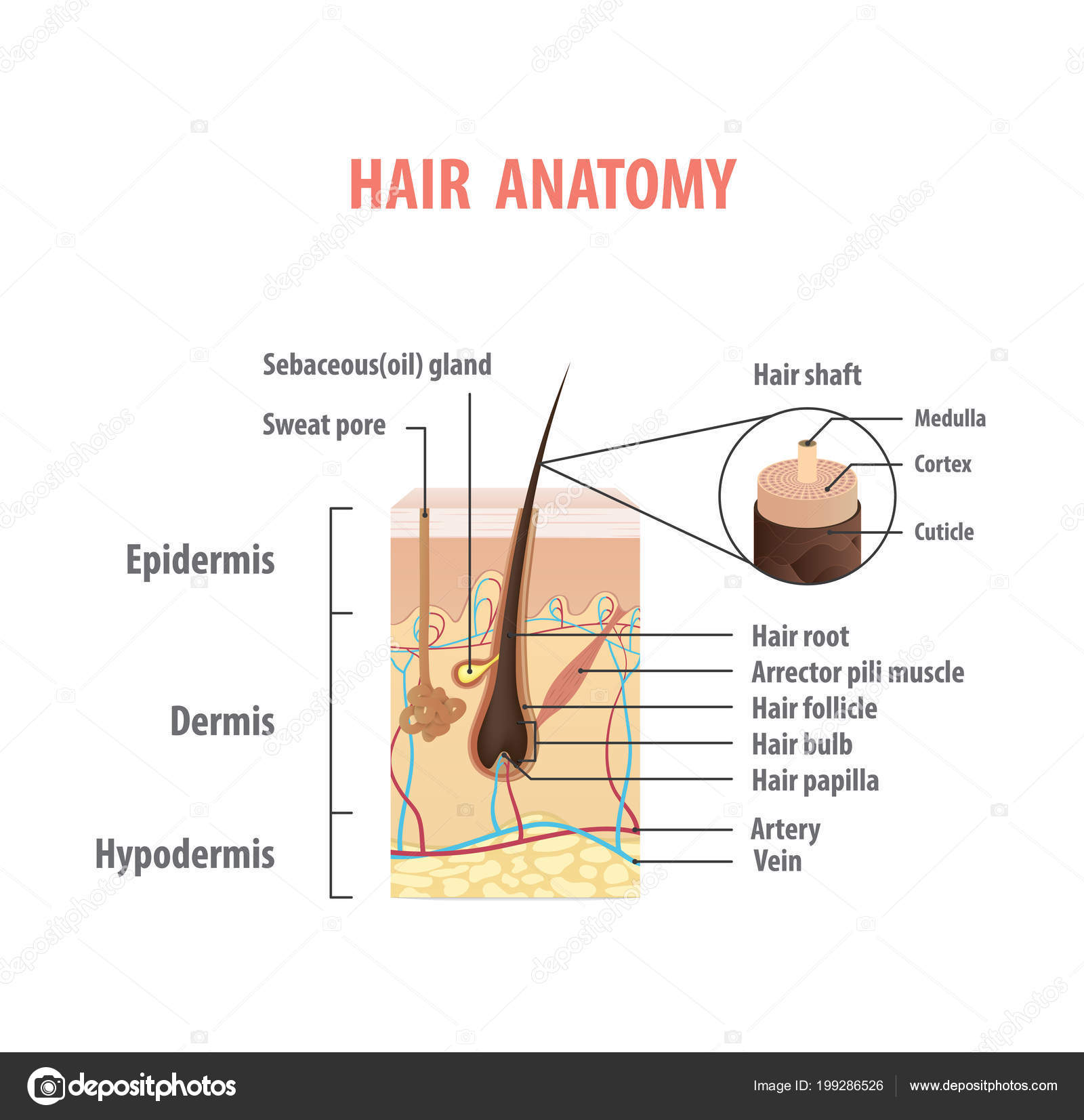 Dermal Papilla Diagram