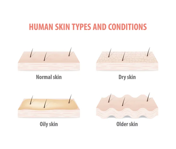 Structure Skin Info Number Illustration Vector White Background Medical ...