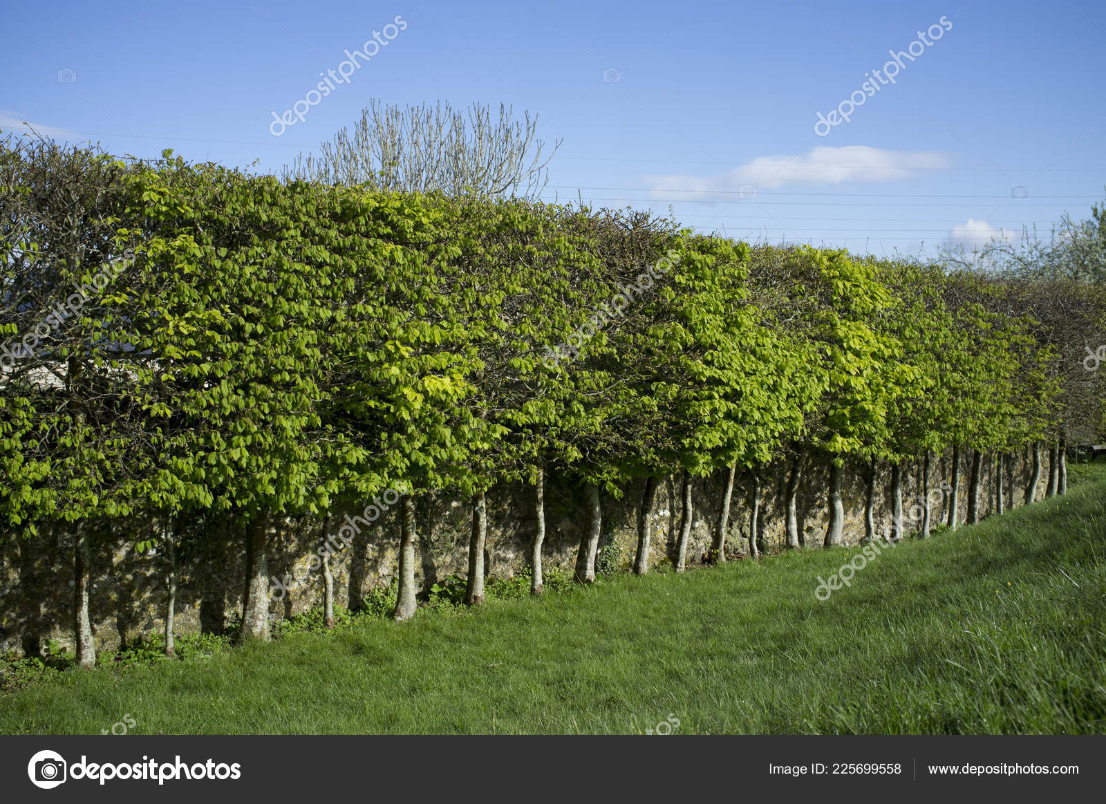Hornbeam Hedge Planting Density - The Best Picture Of Beam