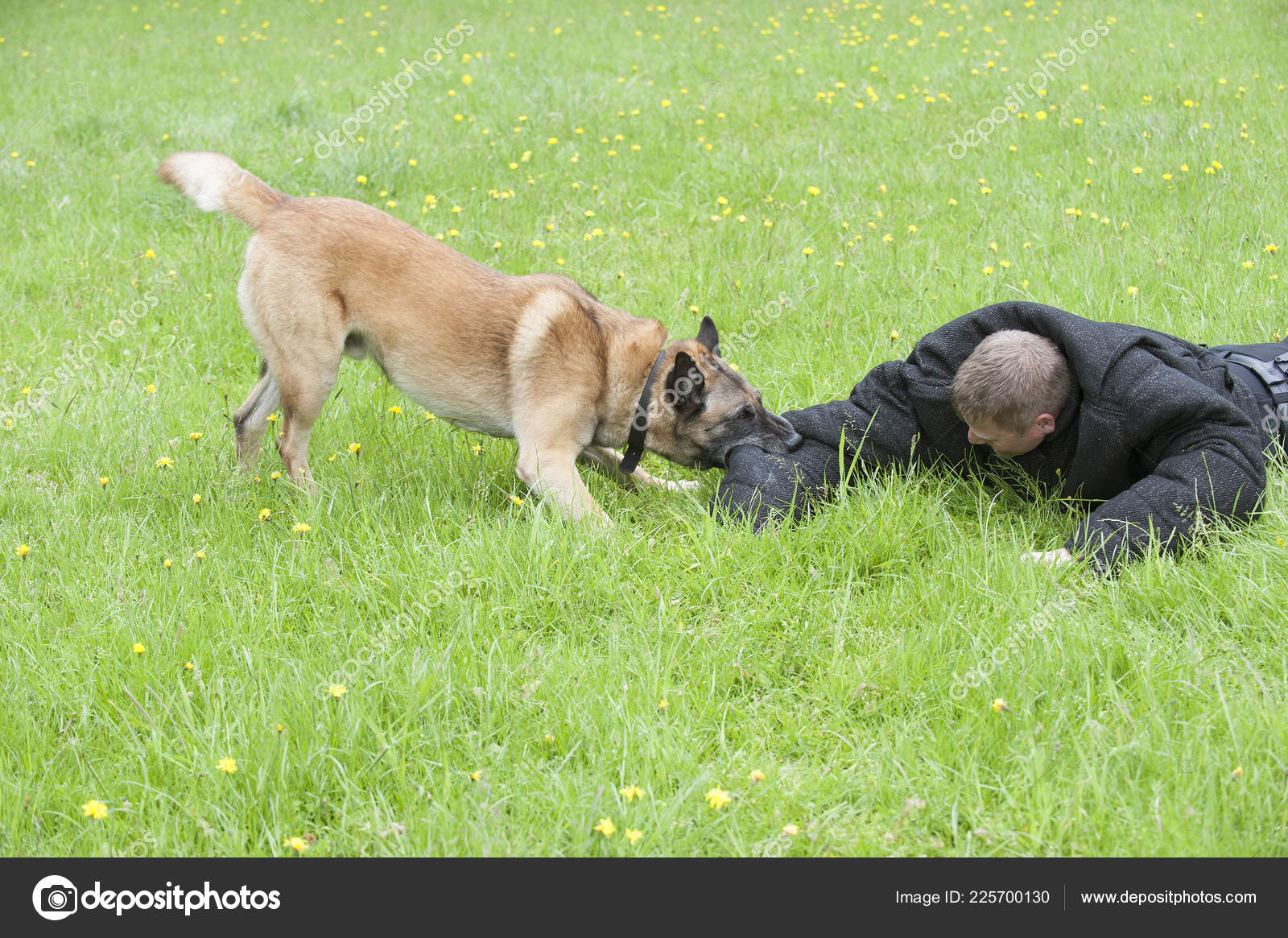 Police Dog Attacking Man Training Exercise Stock Photo by ©petertt ...