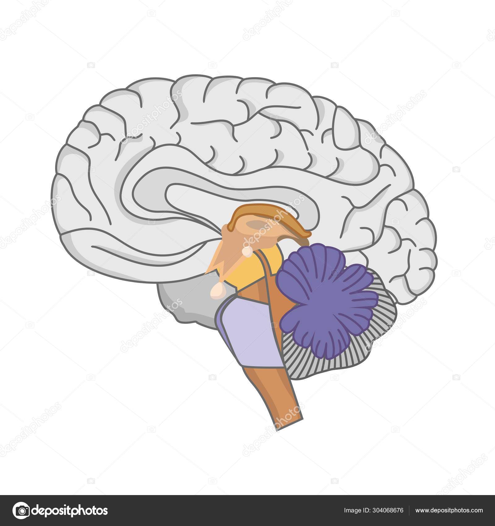 Blank Brain Anatomy Diagram Diagram Of Human Brain