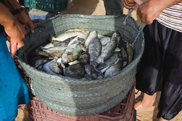 Fish distribution Stock Photos, Royalty Free Fish distribution Images ...