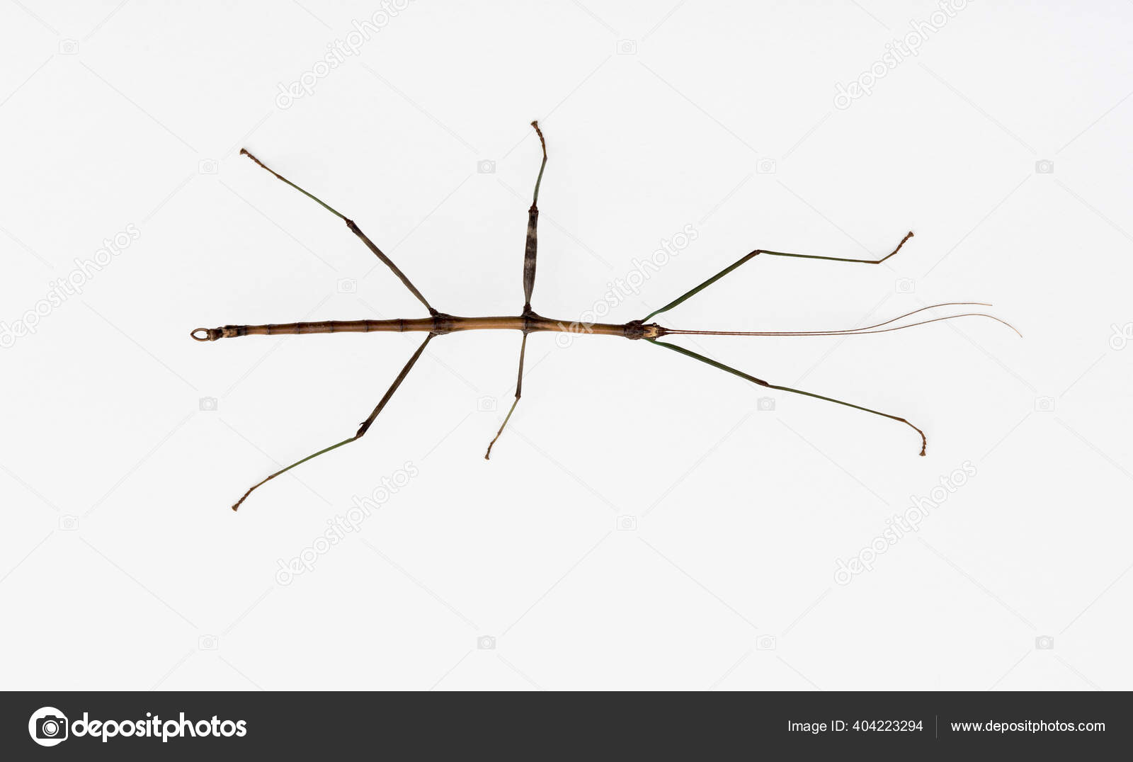 Walking Stick Insect Clip Art