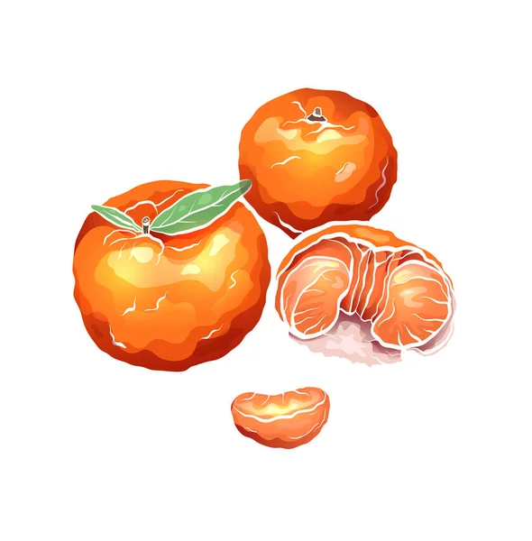 Mandarins Stock Vectors, Royalty Free Mandarins Illustrations ...