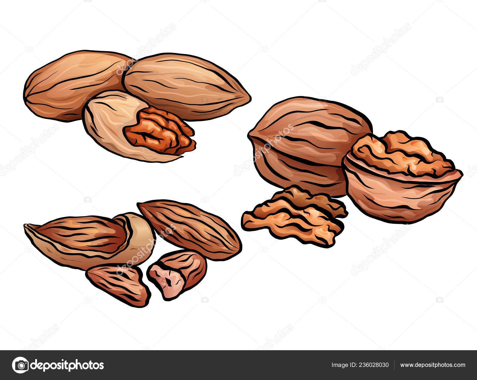 Animated Nut Clipart