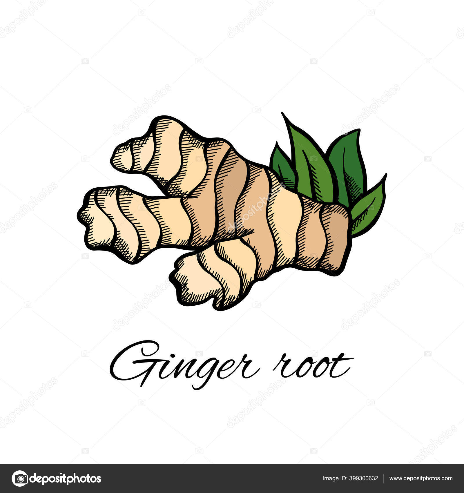 Color Sketch Ginger Root Leaves Inscription White Background Engraving ...