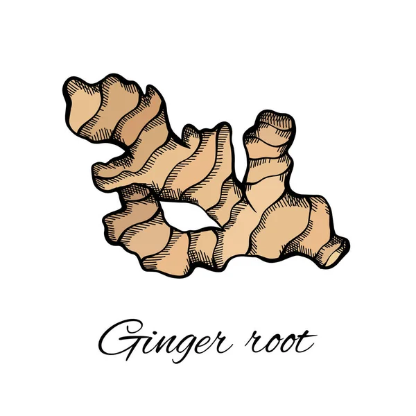 28,641,529 Ginger root Vector Images | Depositphotos