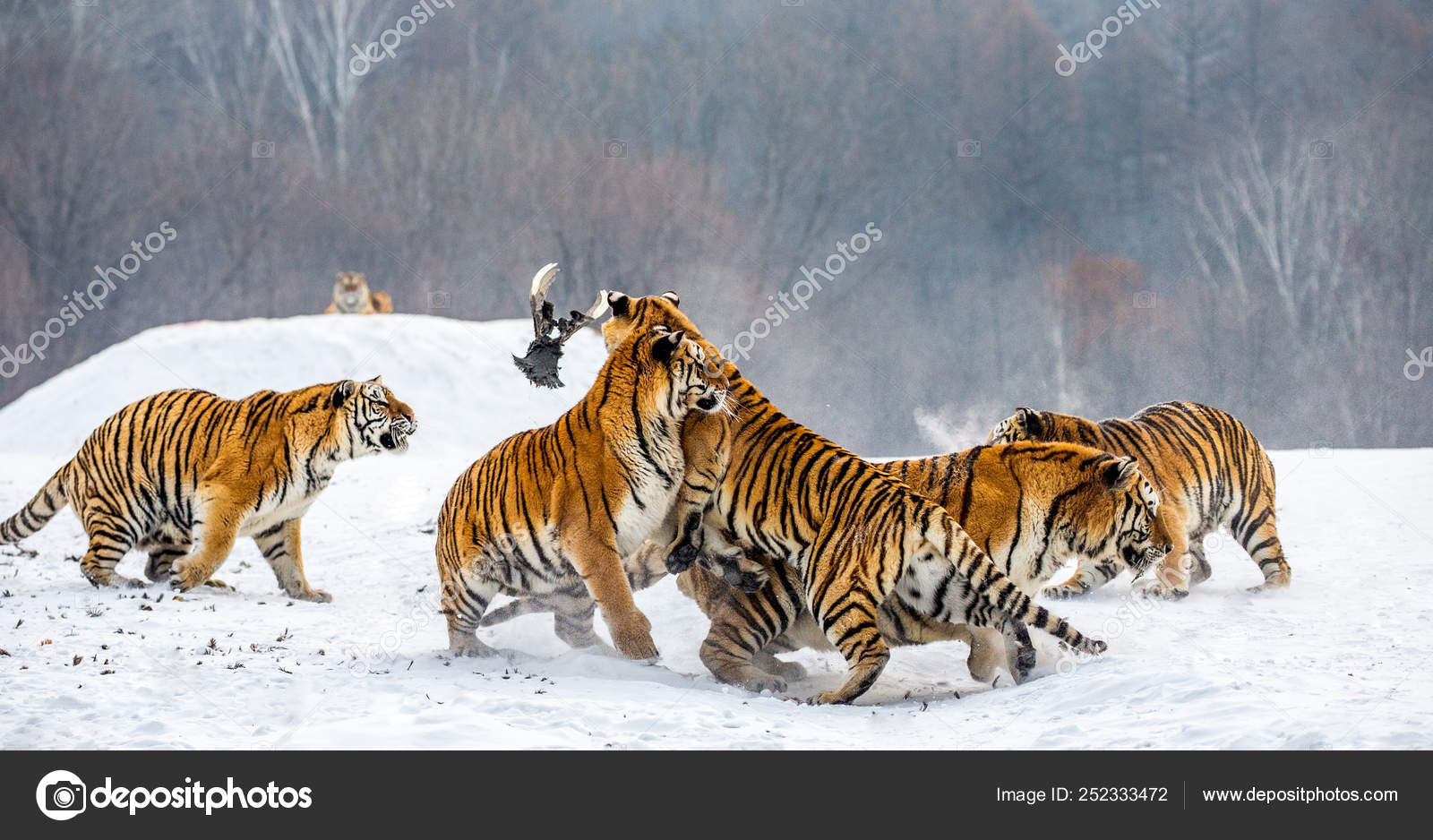 Group Siberian Tigers Hunting Game Bird Snowy Glade Siberian Tiger ...