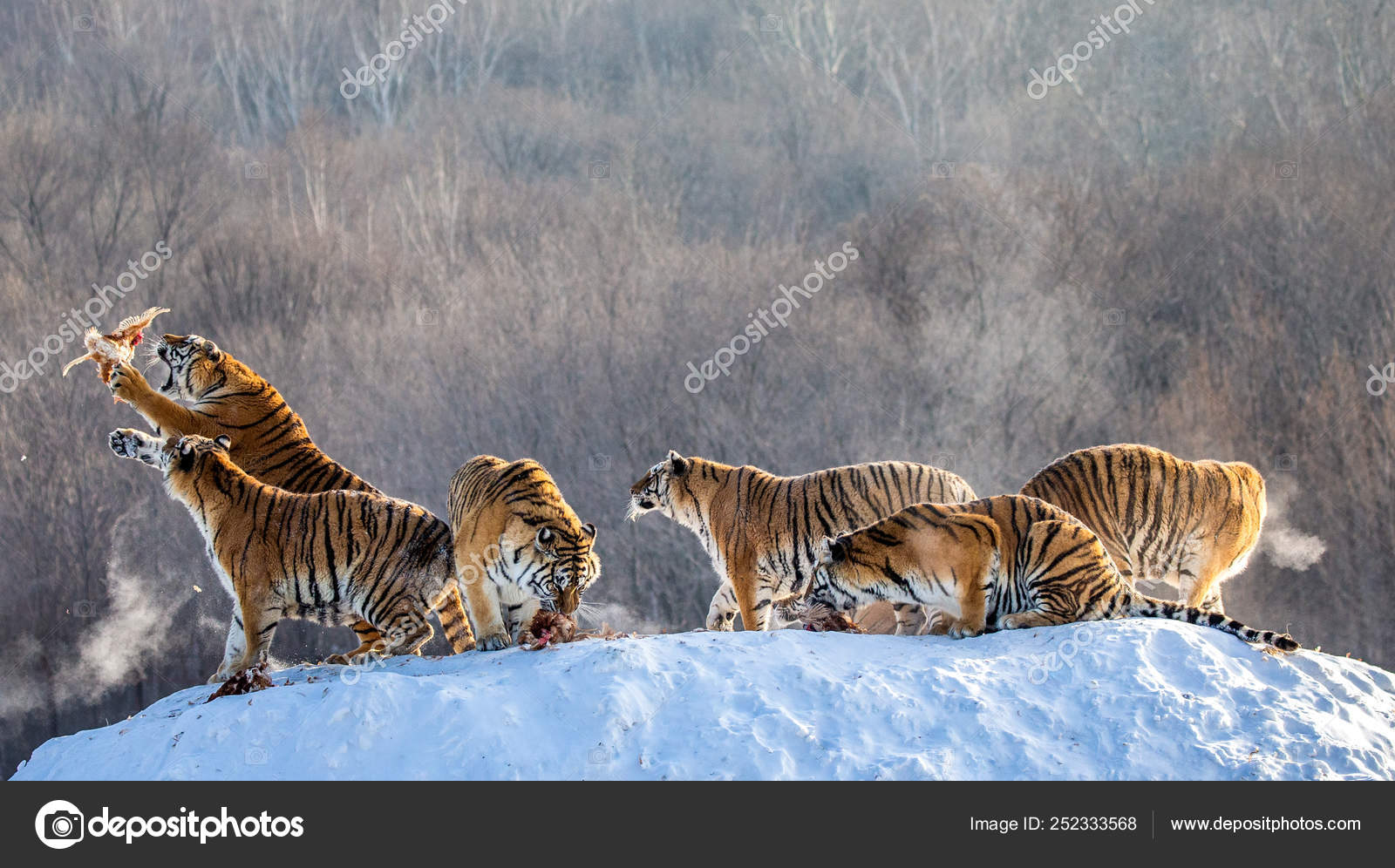 Tiger Hunting Prey