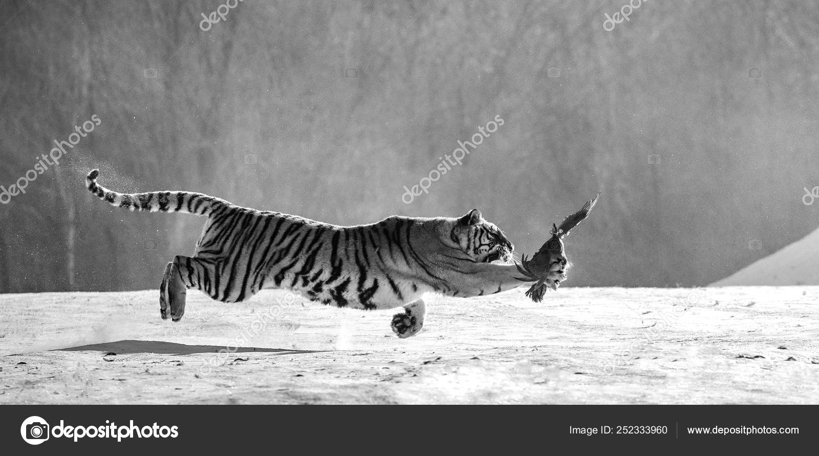 Tiger Hunting Prey