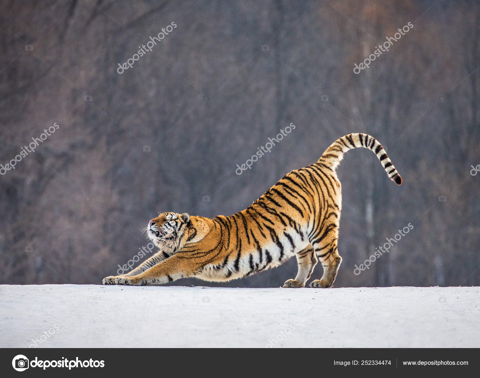Siberian Tiger Stretching Snowy Meadow Winter Forest Siberian Tiger ...