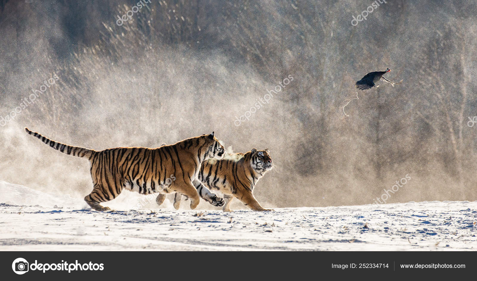 Two Tigers Running
