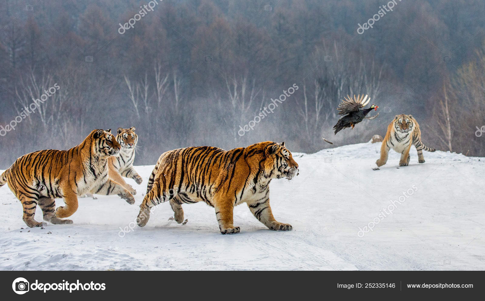 Group Siberian Tigers Hunting Game Bird Snowy Glade Siberian Tiger ...