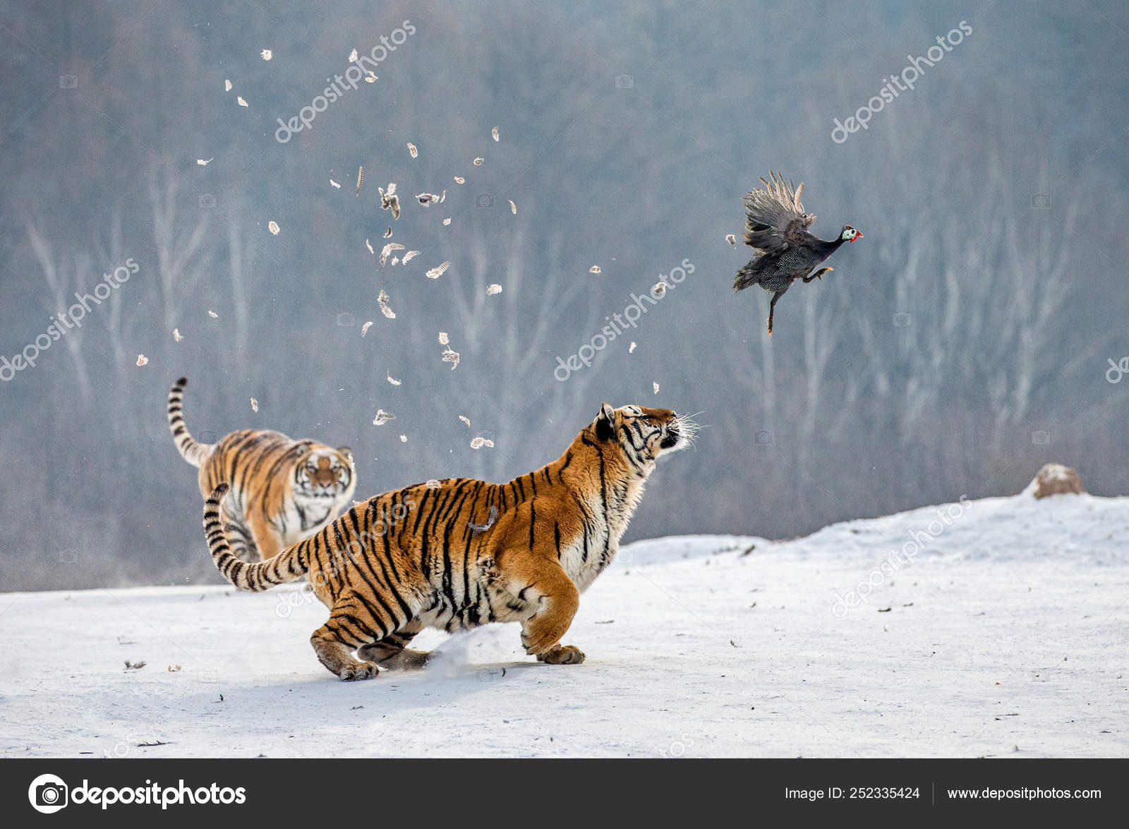 Siberian Tigers Hunting Prey Bird Snowy Meadow Siberian Tiger Park ...