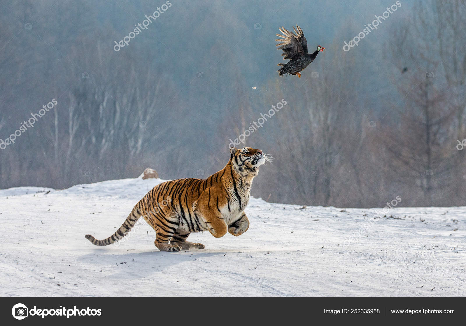 White Tigers Chasing Their Prey
