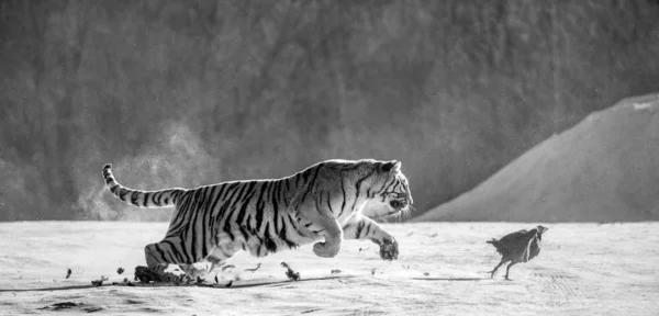 Tiger Stalking Prey