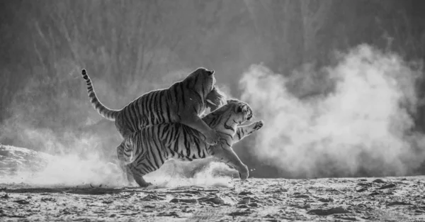 Running tigers Stock Photos, Royalty Free Running tigers Images ...