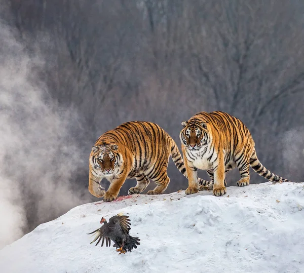 Tiger Stalking Prey