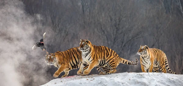 Group Siberian Tigers Hunting Game Bird Snowy Glade Siberian Tiger ...