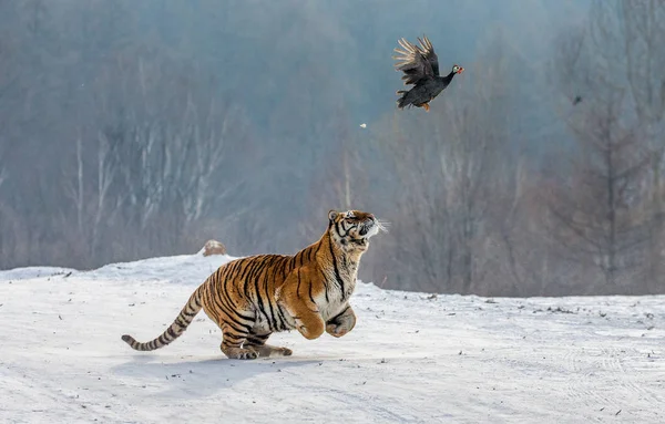 Tiger chasing Stock Photos, Royalty Free Tiger chasing Images ...