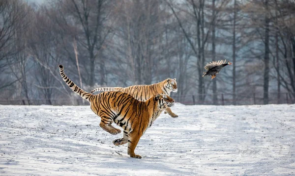 Tiger chasing Stock Photos, Royalty Free Tiger chasing Images ...