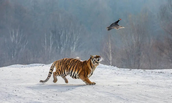 Tiger chasing Stock Photos, Royalty Free Tiger chasing Images ...