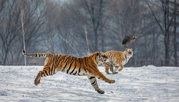 Tiger chasing Stock Photos, Royalty Free Tiger chasing Images ...