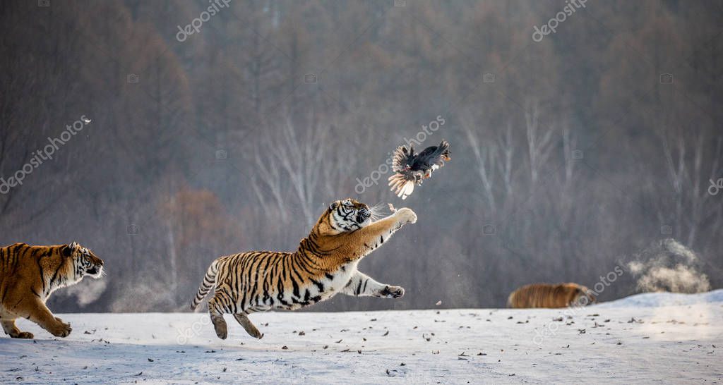 Tigres siberianos cazando aves rapaces en el bosque de invierno, Parque ...