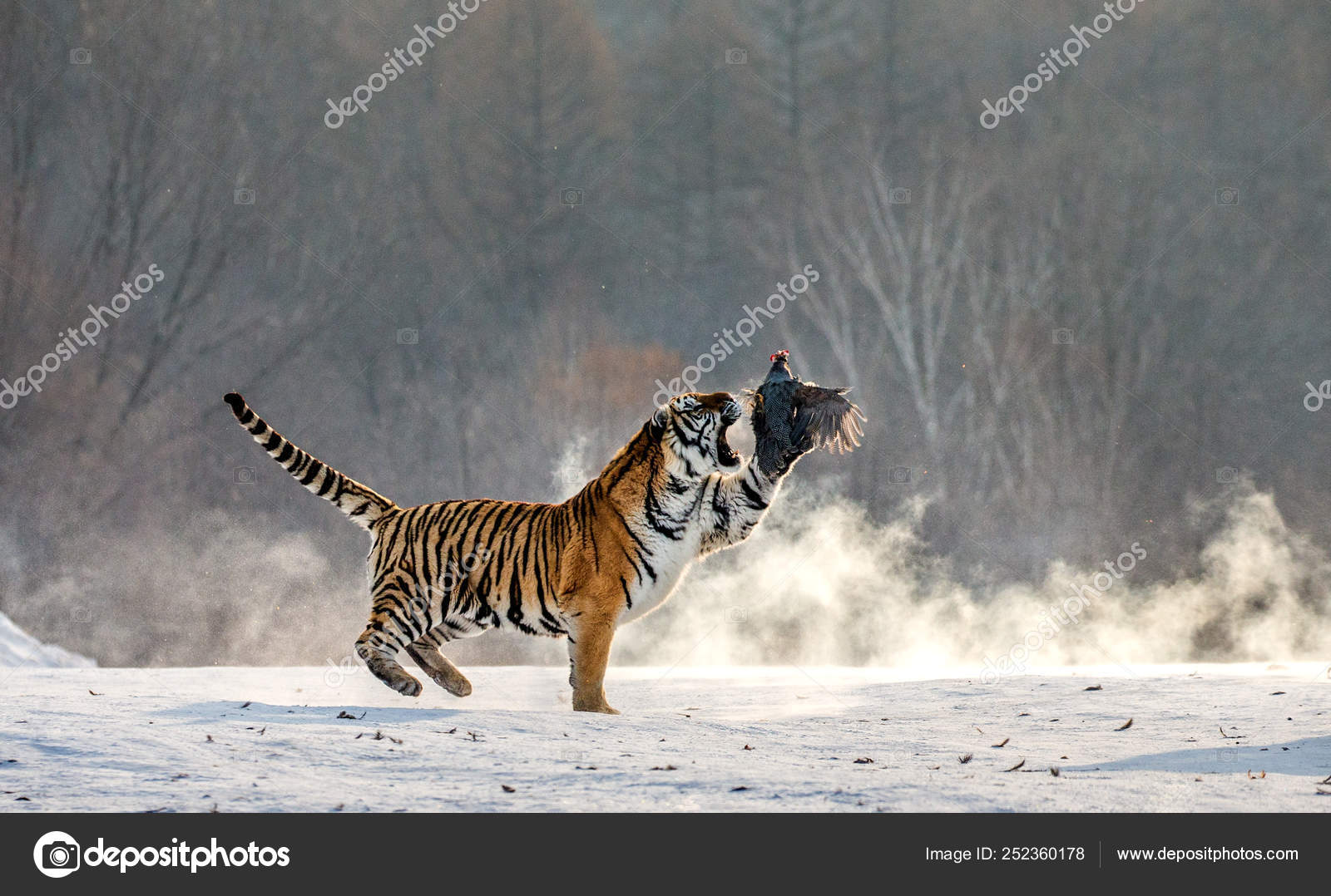 Tigers Jumping On Its Prey