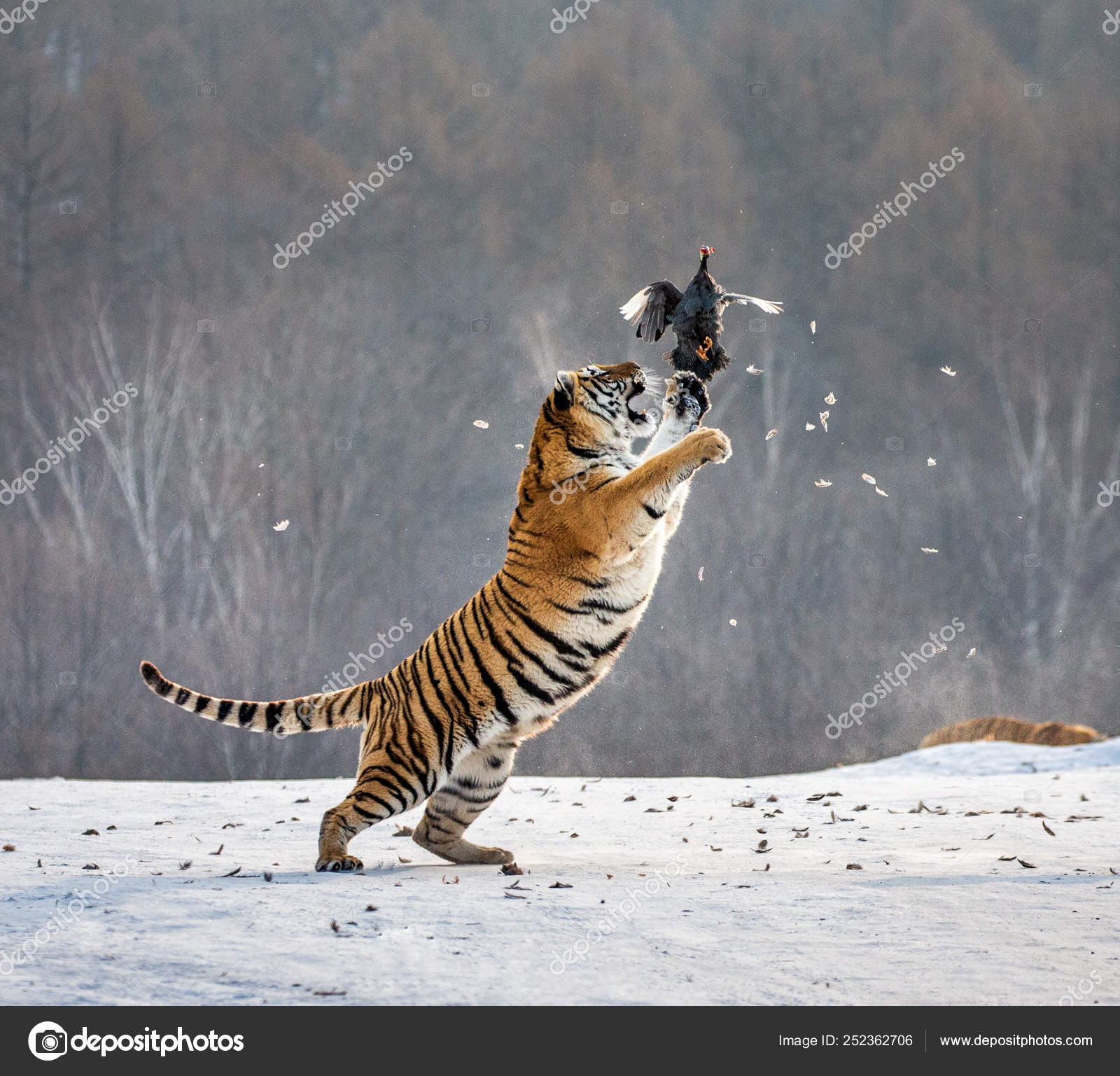 Tigers Videos Chasing Its Prey